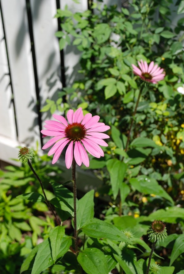Children of the Corm: A Charleston Garden Blog: Coneflowers In The Heat