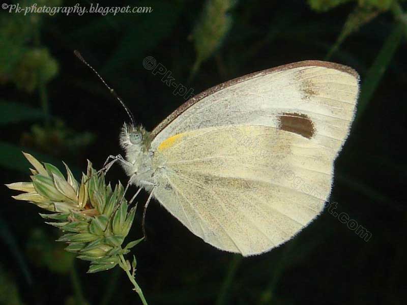 Small Cabbage White Butterfly | Nature, Cultural, and Travel ...