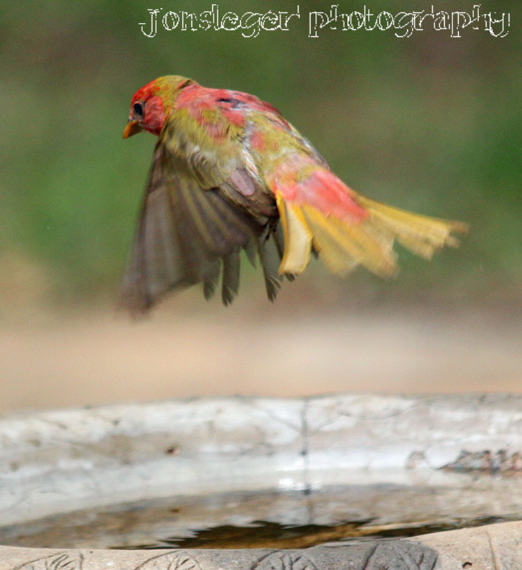 Northern Illinois Birder: Summer Tanager - Texas Birds