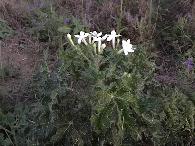Woods Roamer: TEXAS BULL NETTLE (MALA MUJER) EDIBLE TAP ROOT AND SEEDS