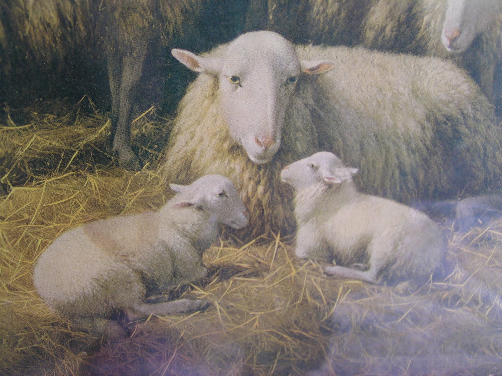 Shirley's World: Vintage Sheep Picture