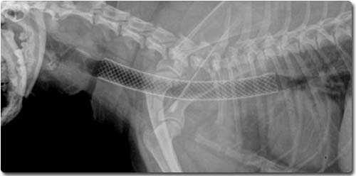 Candy Pets: Santé: Le collapsus trachéal chez le chien