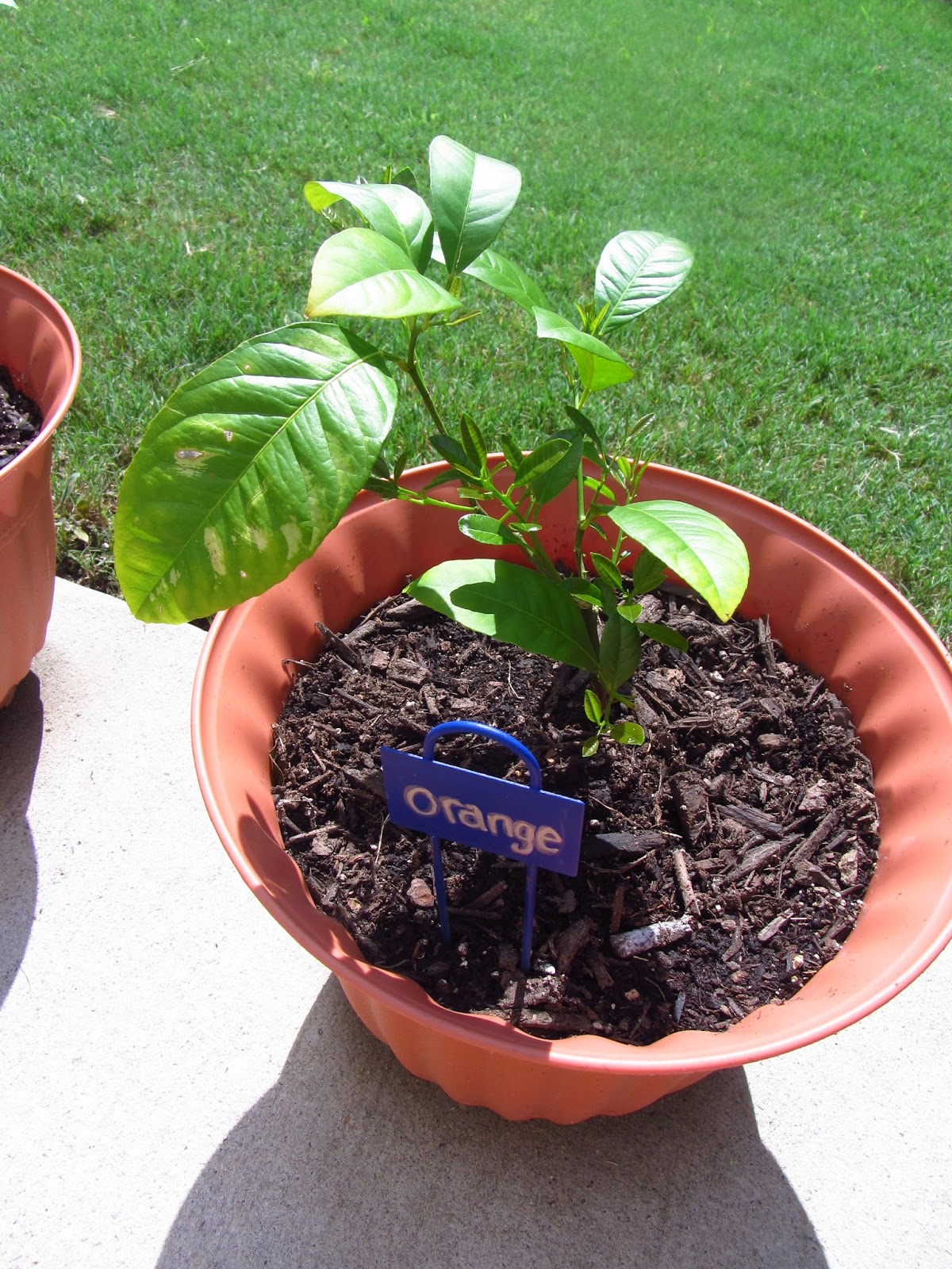 Bobbins of Basil: Saving baby orange tree