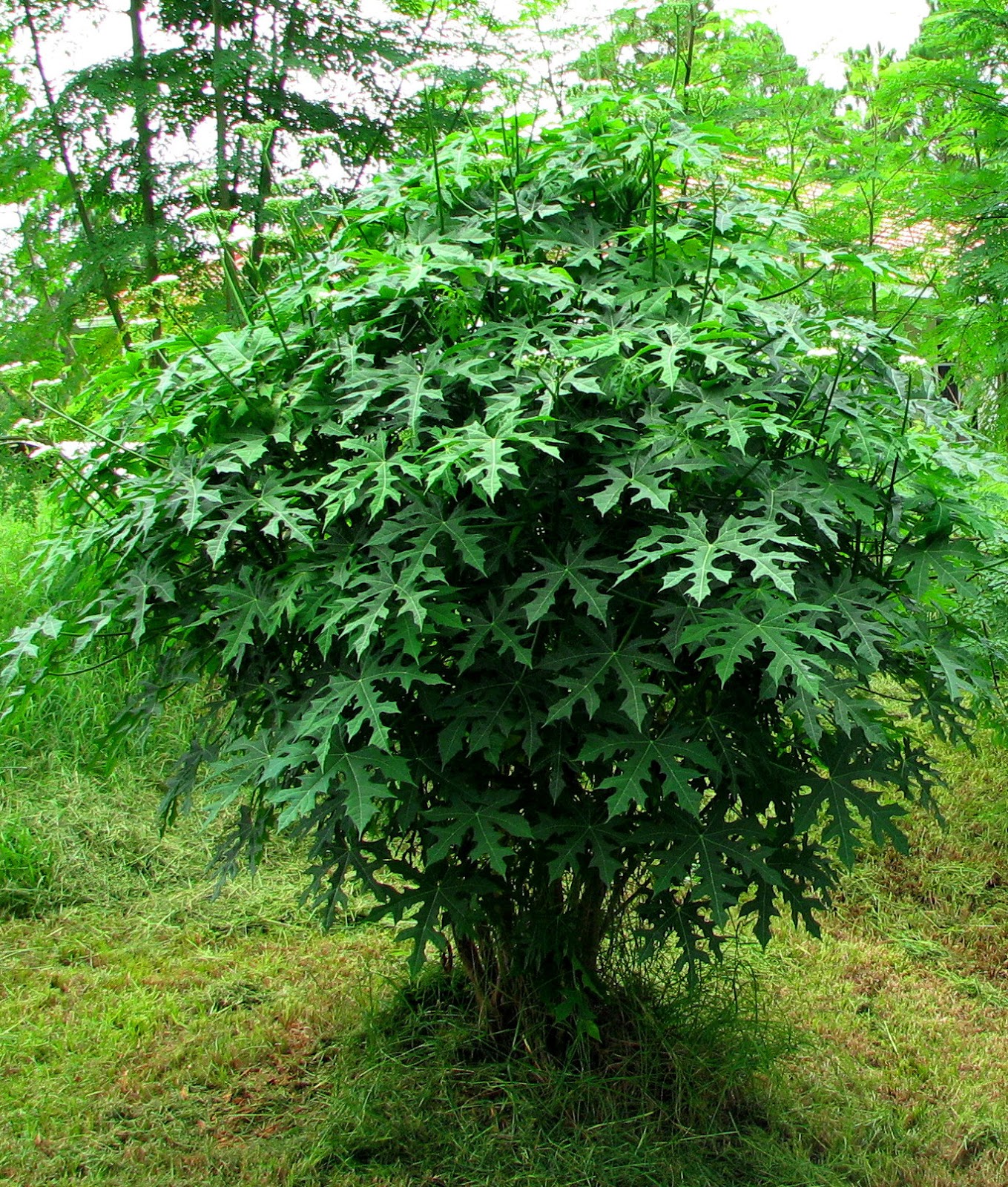 The Back Forty: Replanting Ditch in Progress