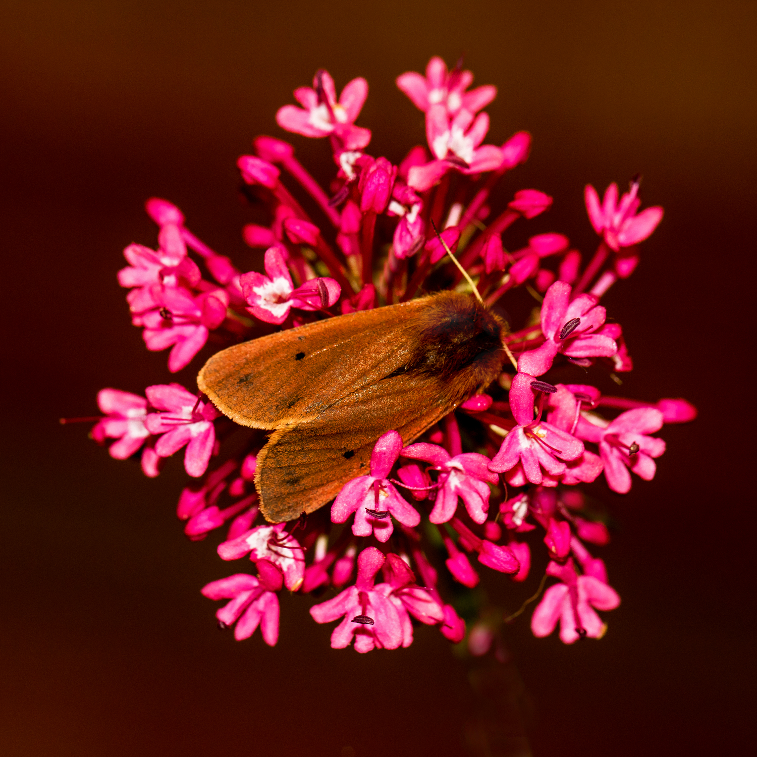 Butterflies, Dragonflies, Moths & other Insects: Ruby Tiger Moth