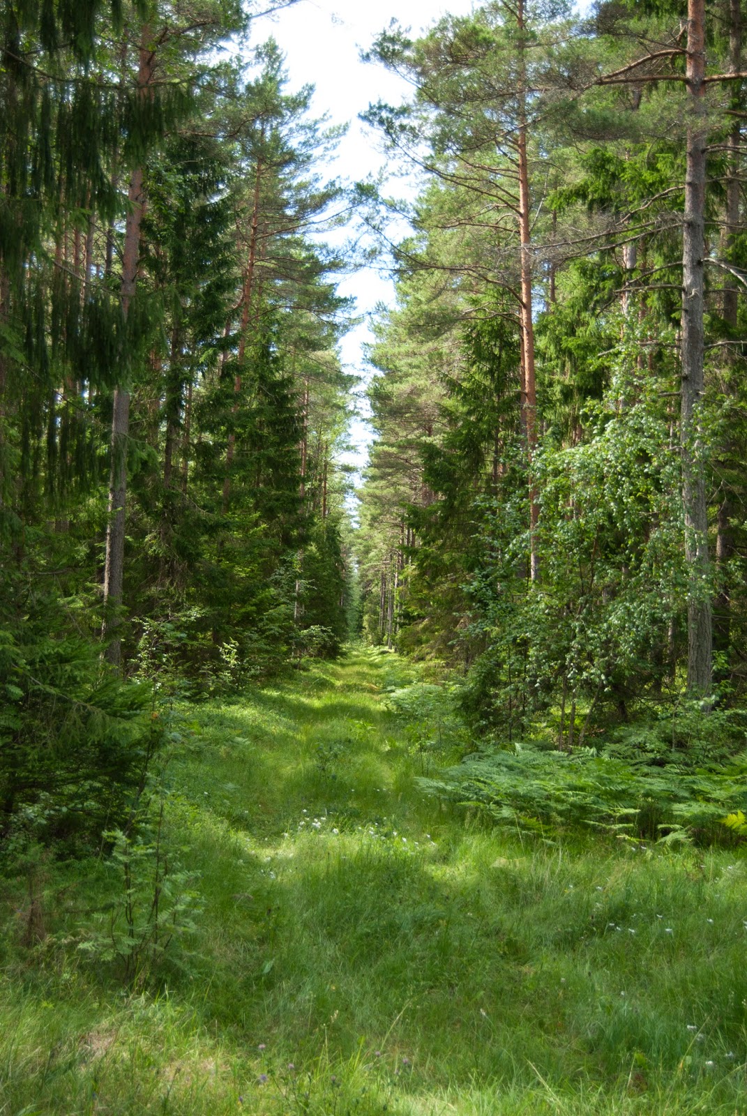 Eve Saar Photo: Vormsil/ in Vormsi (a small island in the West Estonia ...