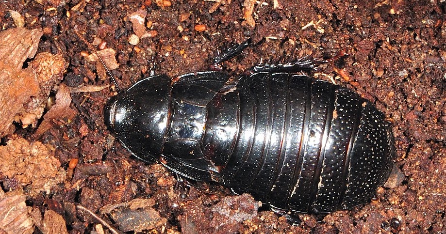 Variety of Life: Blaberidae