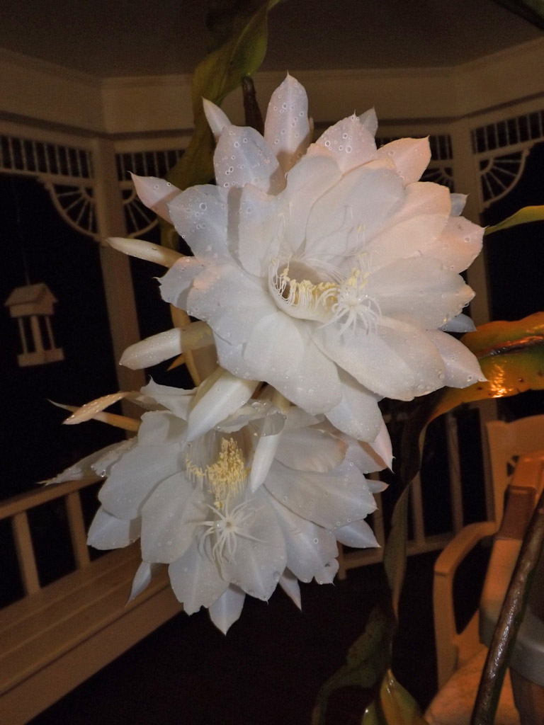 MARIETTE'S BACK TO BASICS: {Our Cereus Oxypetalum Night Blooming Orchid ...