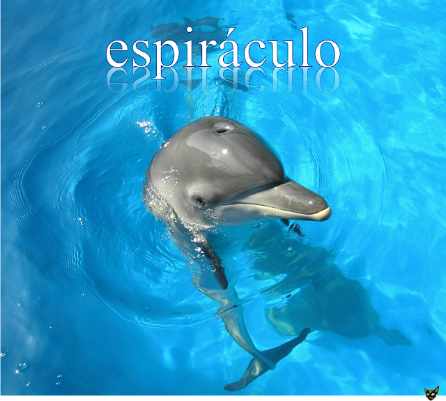 Zarampagalegando: Dicionario visual. Espiráculo