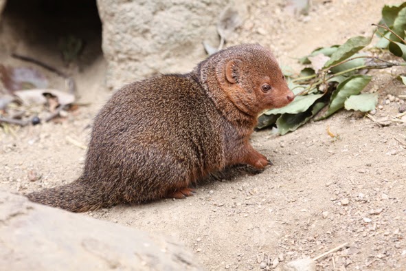 Zoos in Japan: Dwarf Mongooses