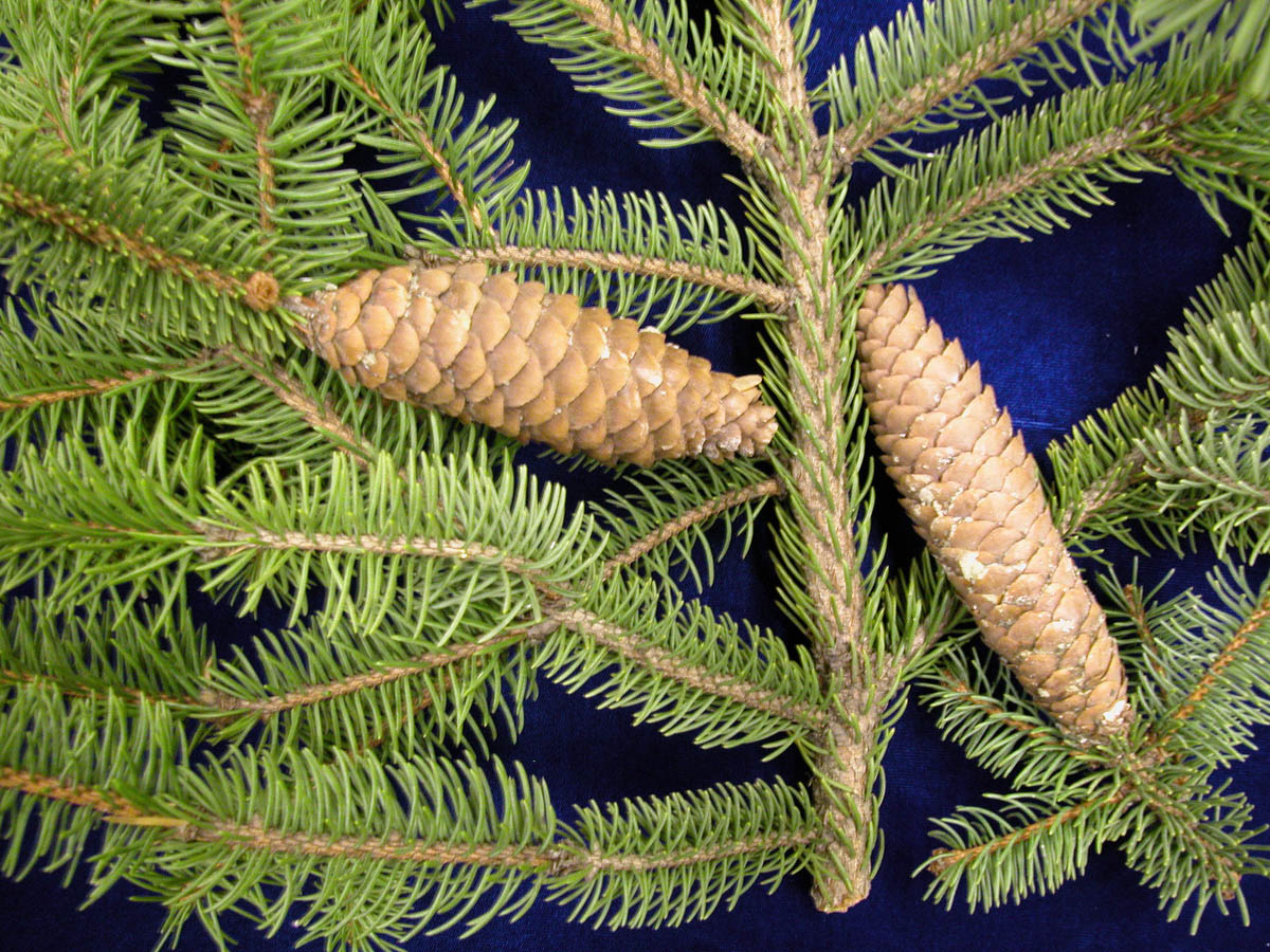 Dendrologjia: Hormoqi (Picea Abies)