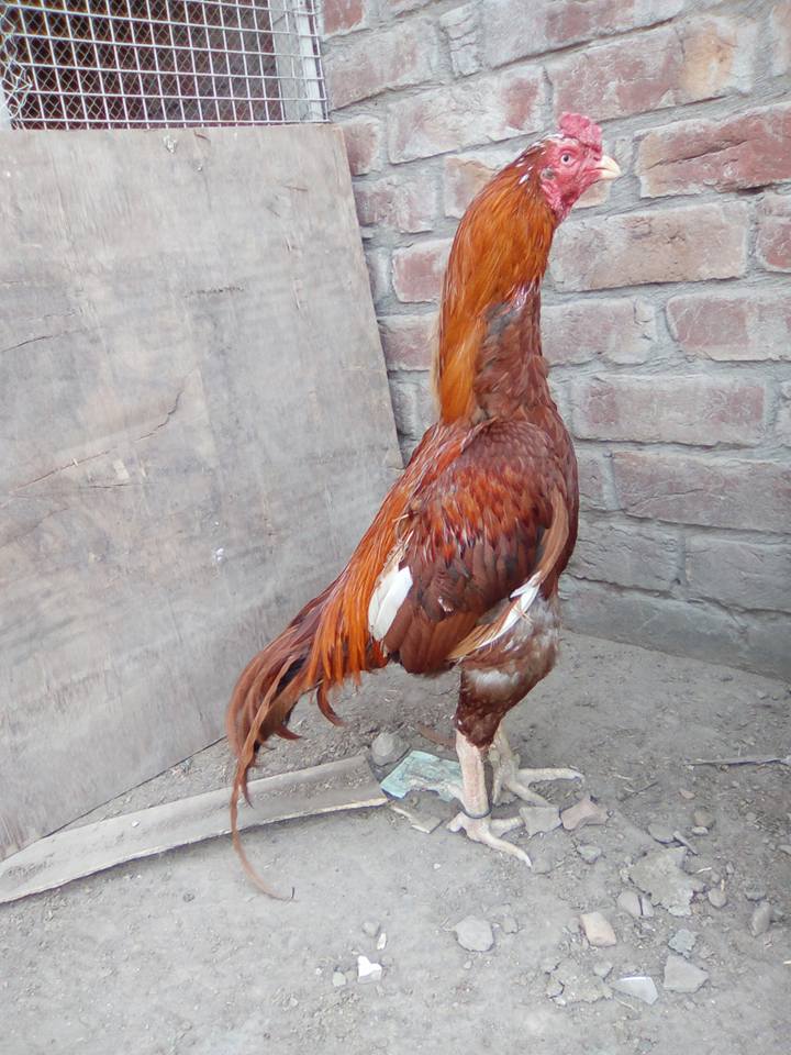 Aseel Chicken Breed | Raja Asil