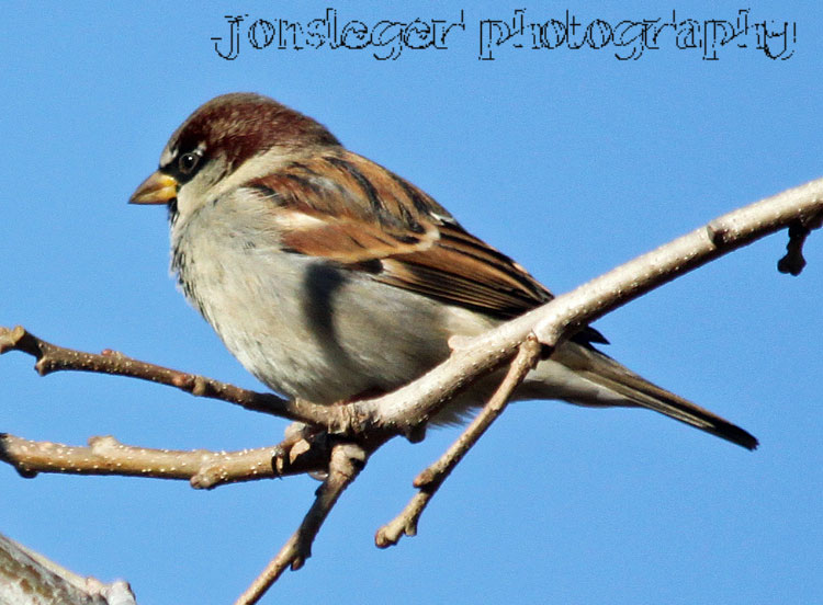 Northern Illinois Birder: European Starlings and other Land Birds in ...