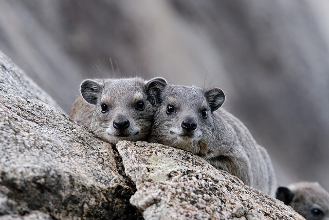 The Hyrax – The Elephant’s Cousin | The Ark In Space