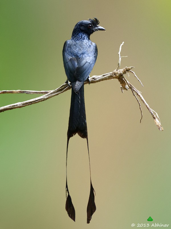 Greater racket tailed drongo - Alchetron, the free social encyclopedia