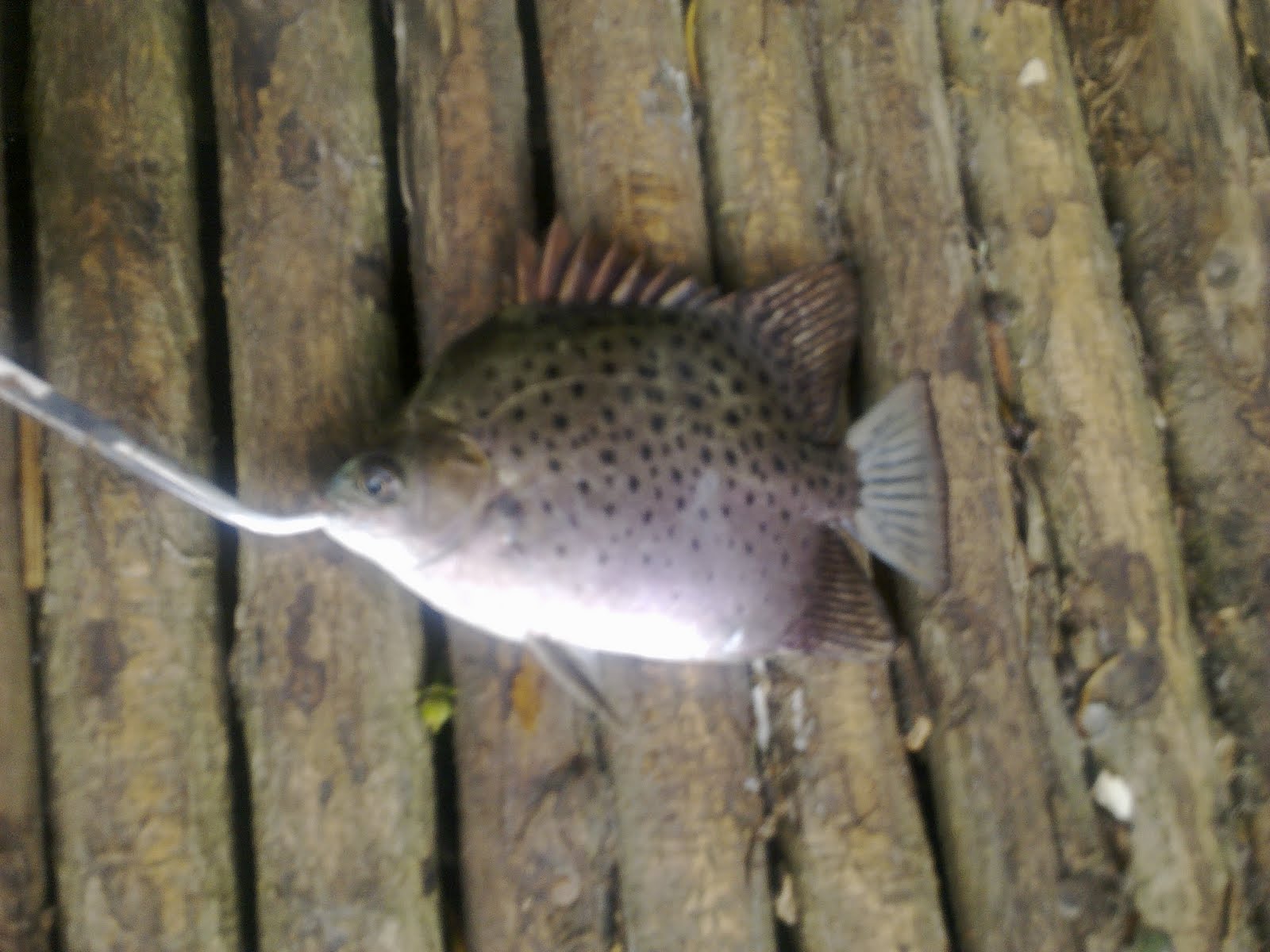 Sabah Eco-Tourism: Ikan Kitang