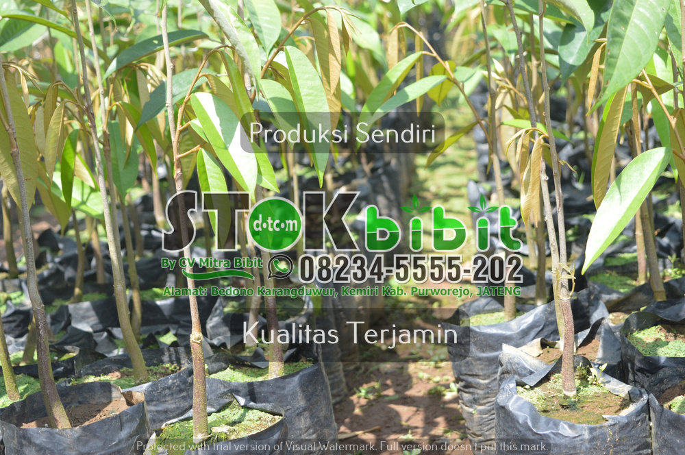 Kriteria bibit buah ideal bisa anda dapatkan di Tanamanmart Kami Jual ...