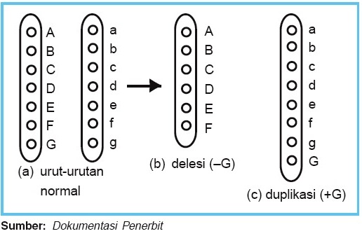 Pintar Pelajaran Pengertian Mutasi Gen Dan Kromosom Biologi, Penyebab ...