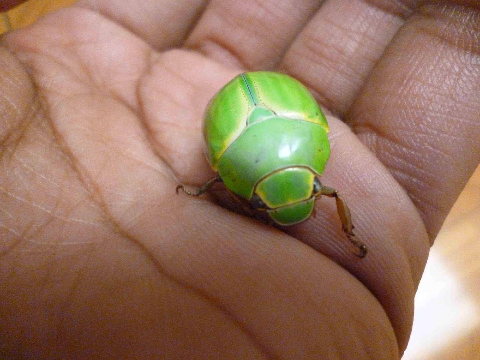 Cucarrón Verde - Colombia Sin Palabras