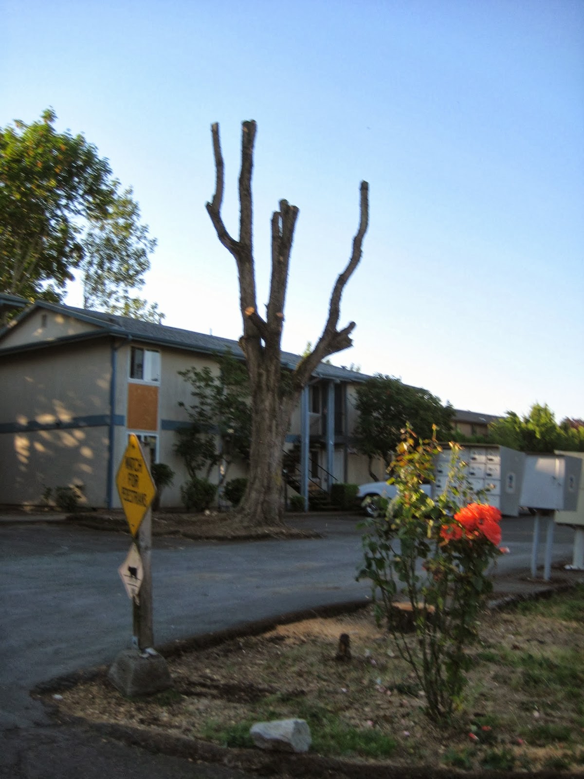 Gardening by the Inch