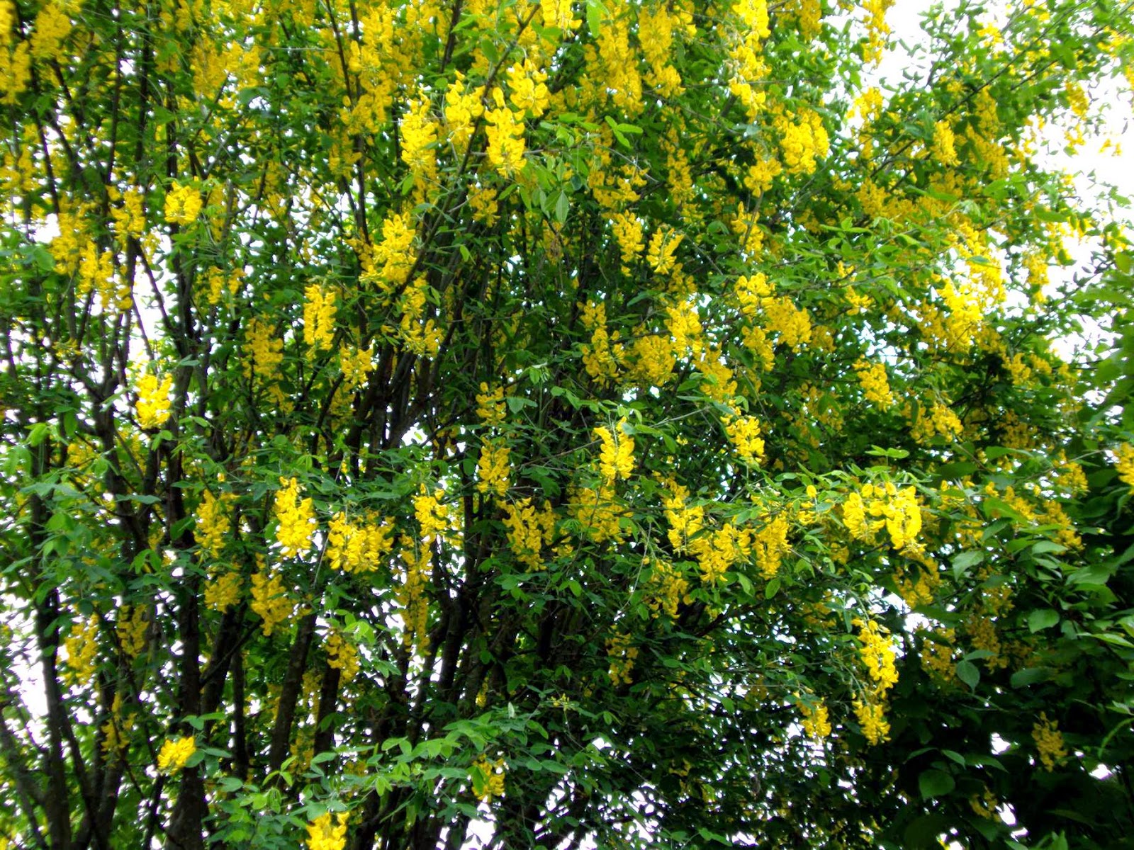 Unis Vers Nature: Le robinier faux acacia - dit "Acacia"