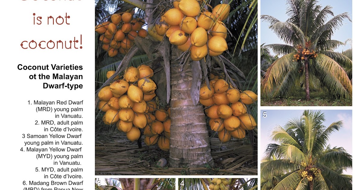 Coconut planting material for the Pacific region: Dwarf-type varieties