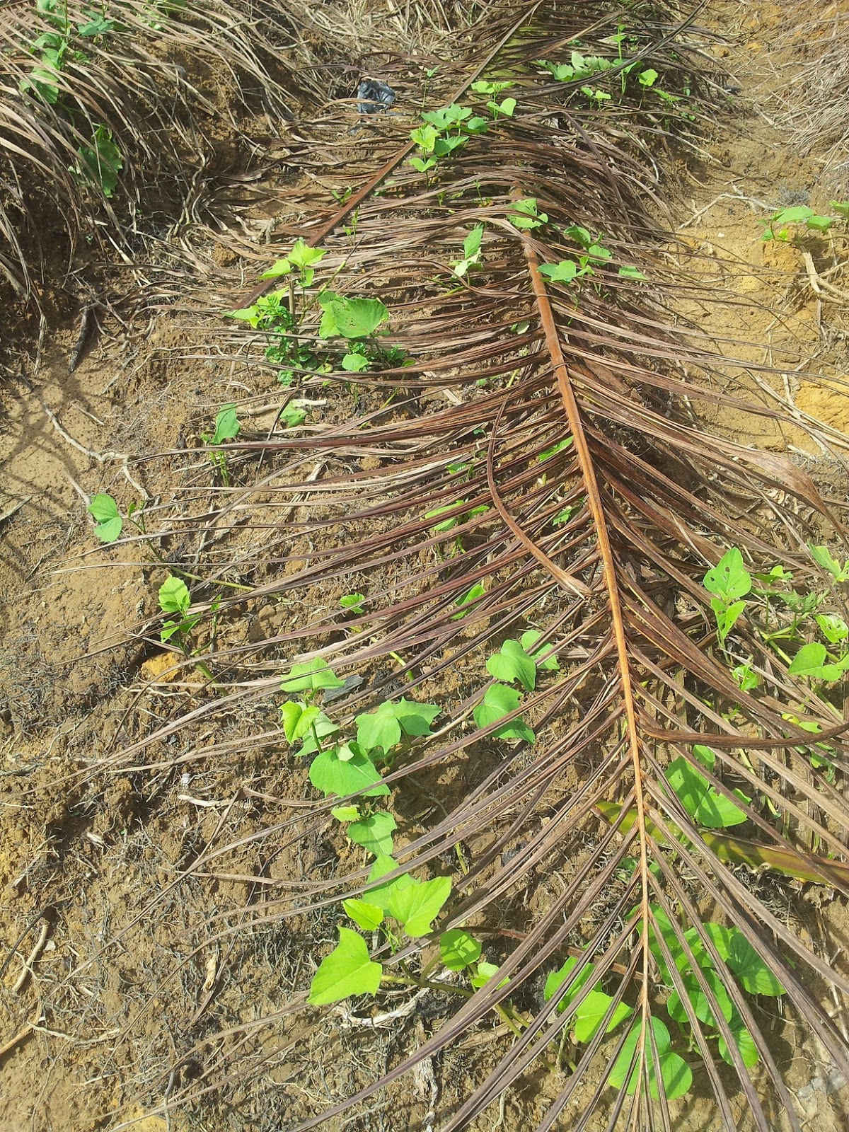 Tanaman Halia: UBI RAMBAT