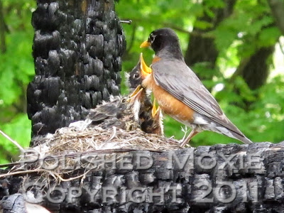 Frizzle Emu Bird in Paradise Behind Chicken Wire Card and Hungry Mouths ...