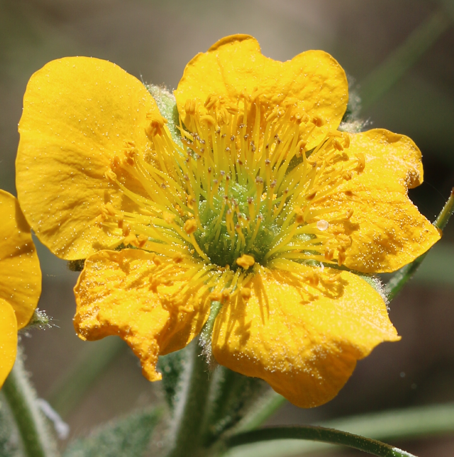 Geum sylvaticum | Wild flowers of Europe by Anita Beijer