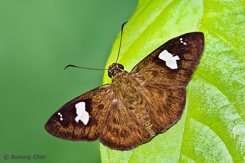 Butterflies of Singapore: Re-Discovery of the White Banded Flat