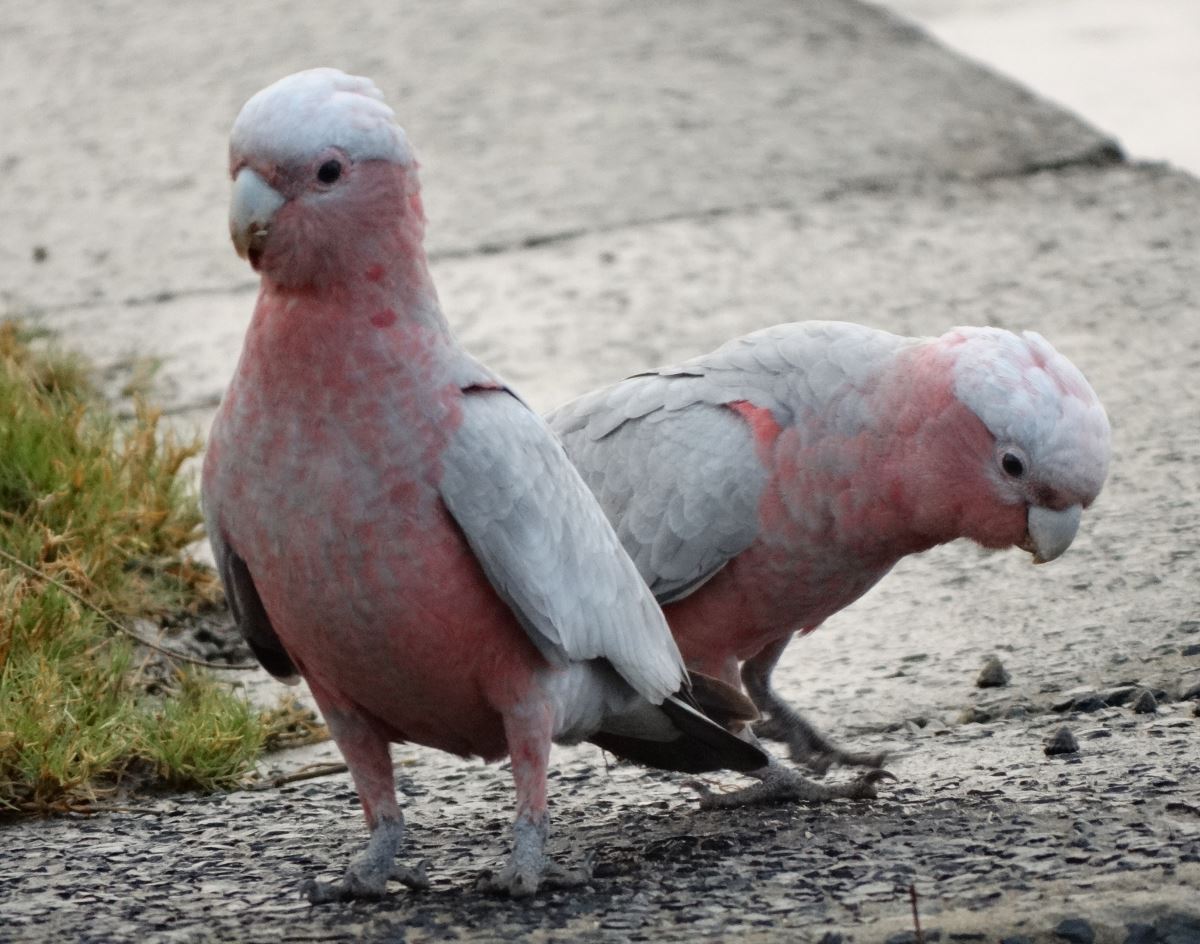 Snap Happy Birding: Galah