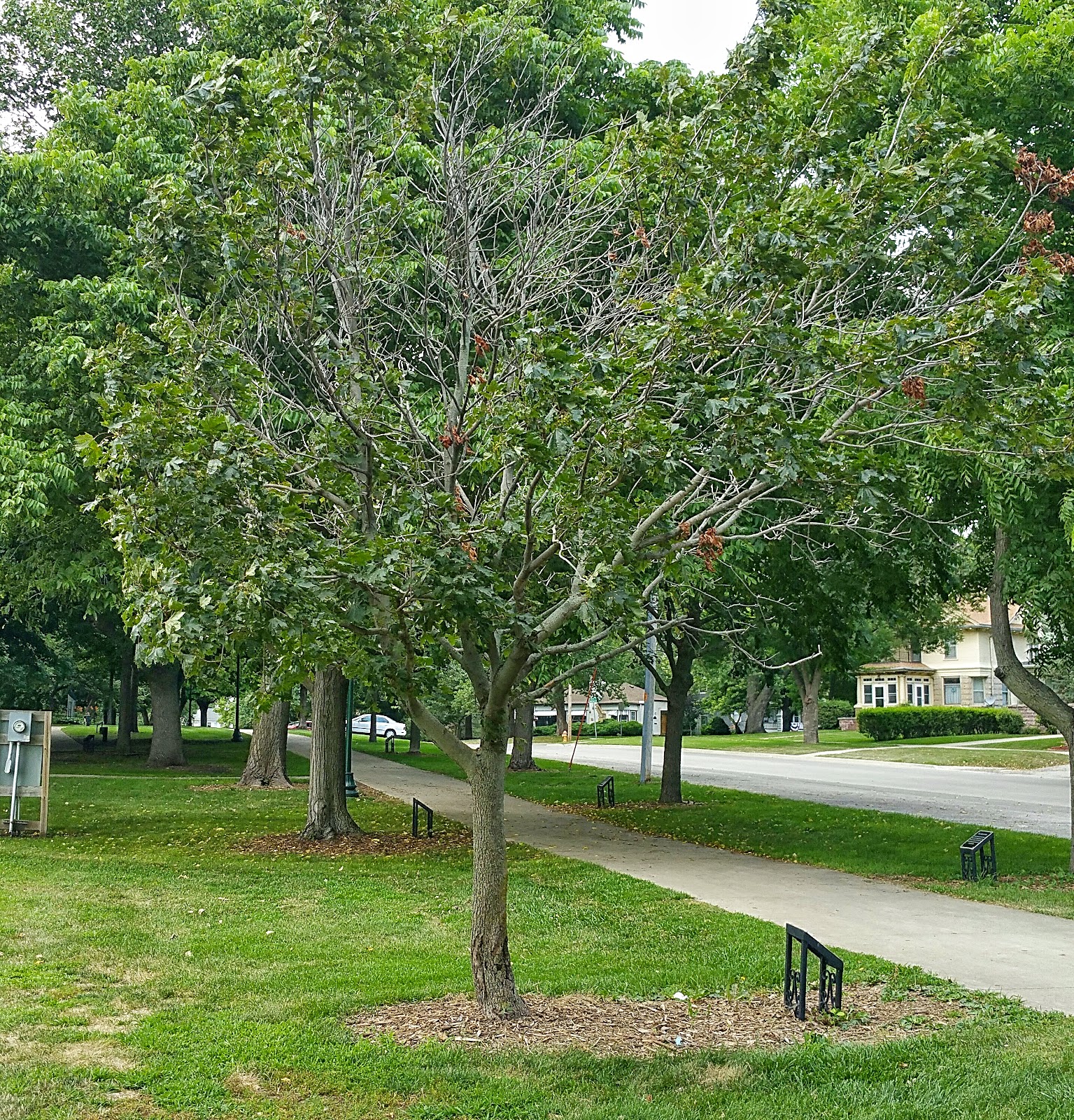 History and Culture by Bicycle: Storm Lake, Iowa: Living Heritage Tree ...