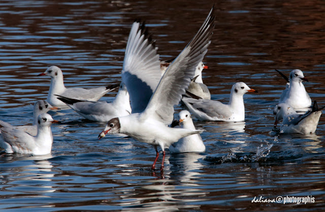 Photographis: The Cinematic Orchestra - Arrival of the Birds
