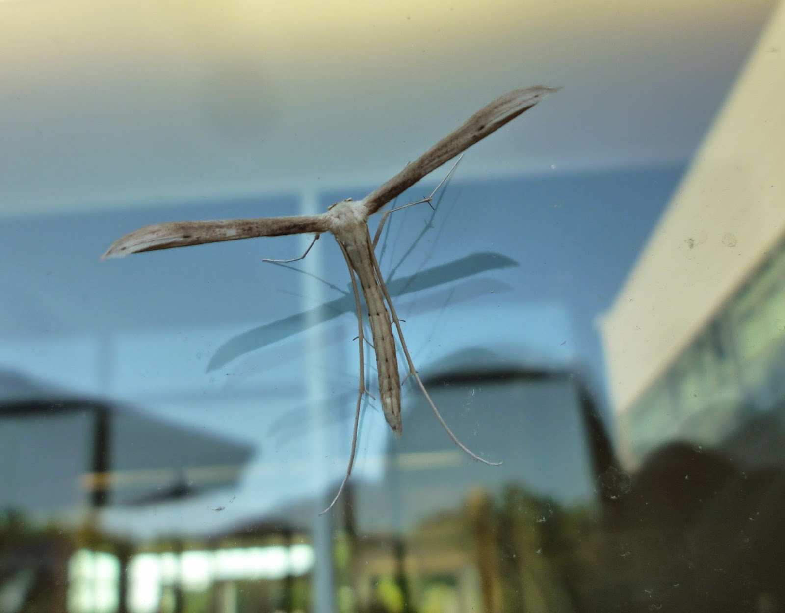 From Bluebirds to Turtles: PANDORUS SPHINX MOTH, SICKLEPOD, LARGE ...