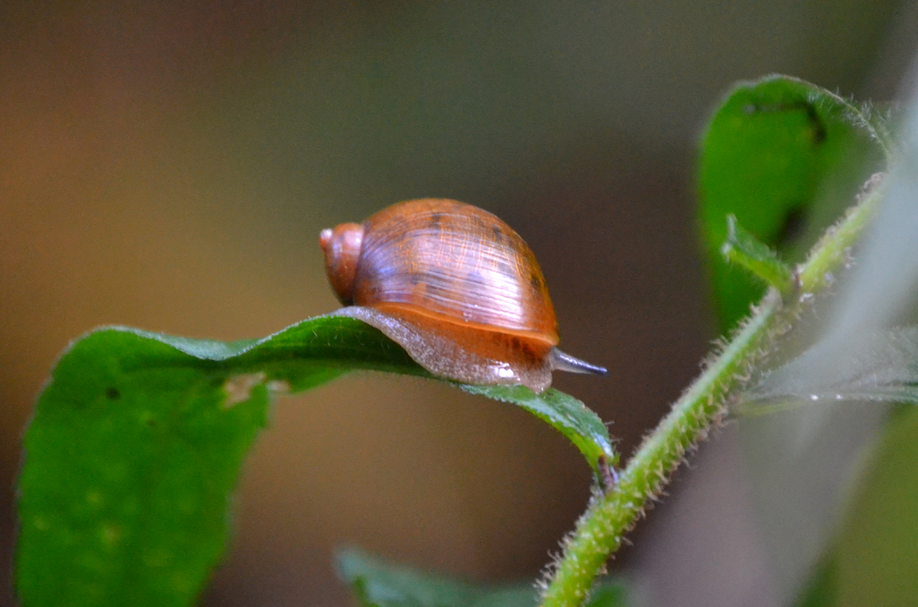 Woods Walks and Wildlife: Fall Brings Some Familiar Faces