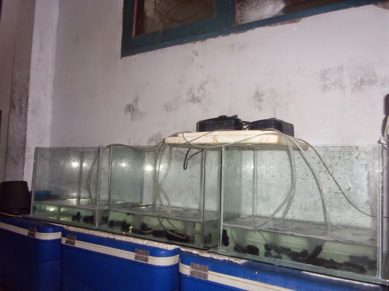 perbanyakan holothuria atra: BARU 2015. perbanyakan holothuria atra ...