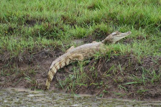 los animales de tauramena: la cachirre