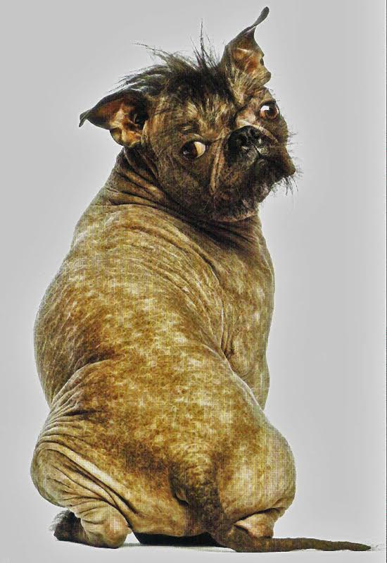 Terrierman's Daily Dose: Nightmare Dog