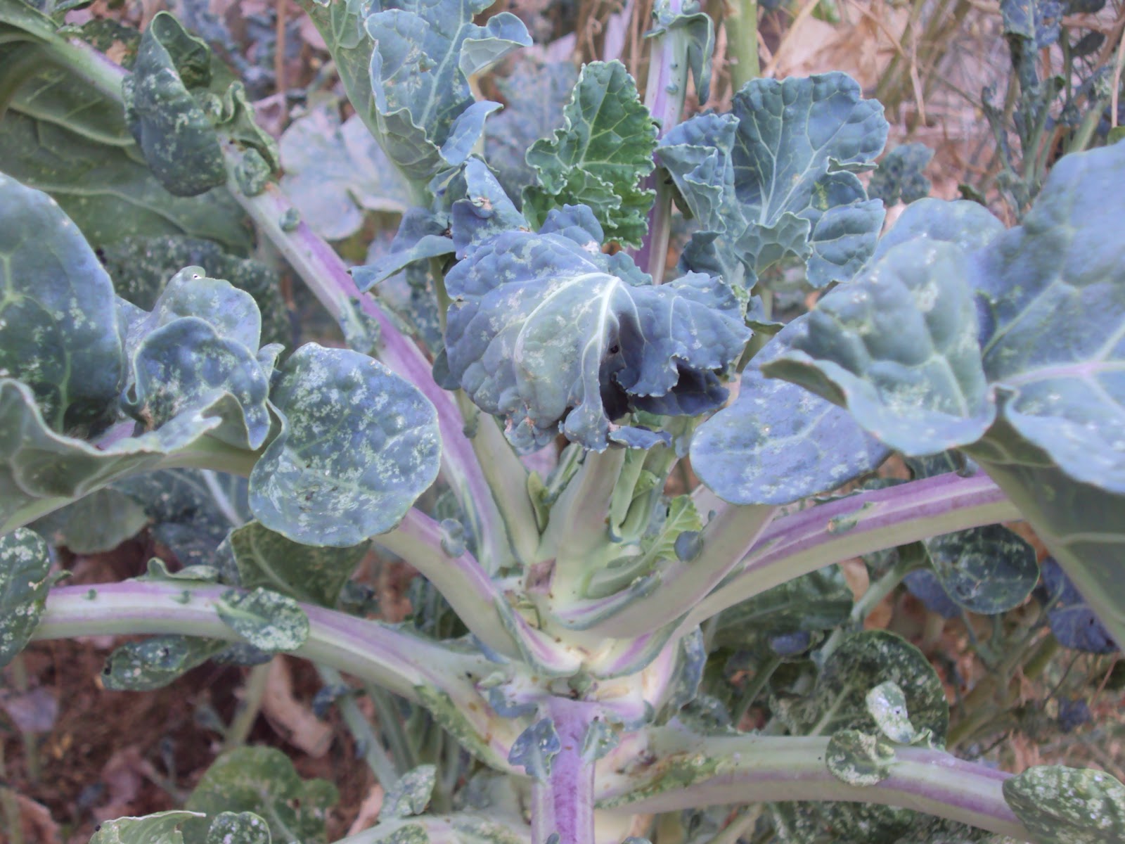 EL HUERTO AL FINAL DEL VERANO | En torno al huerto.