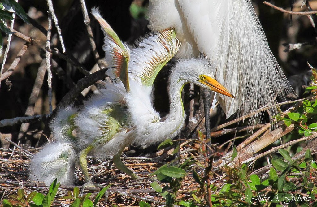 Birding Is Fun!: A Visit to the Venice Rookery