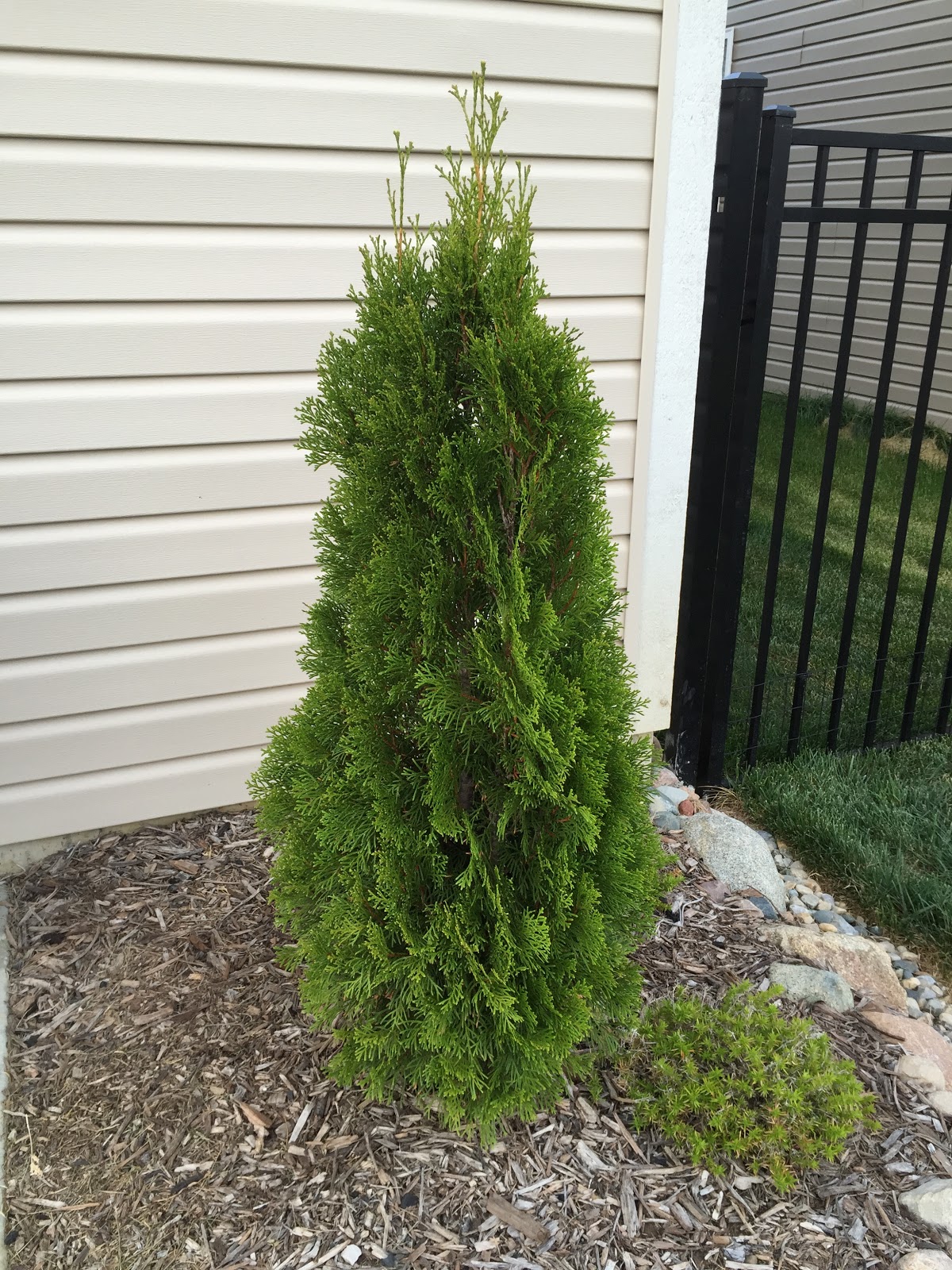Emerald Green Arborvitae One Year Growth Before and After [Backyard ...