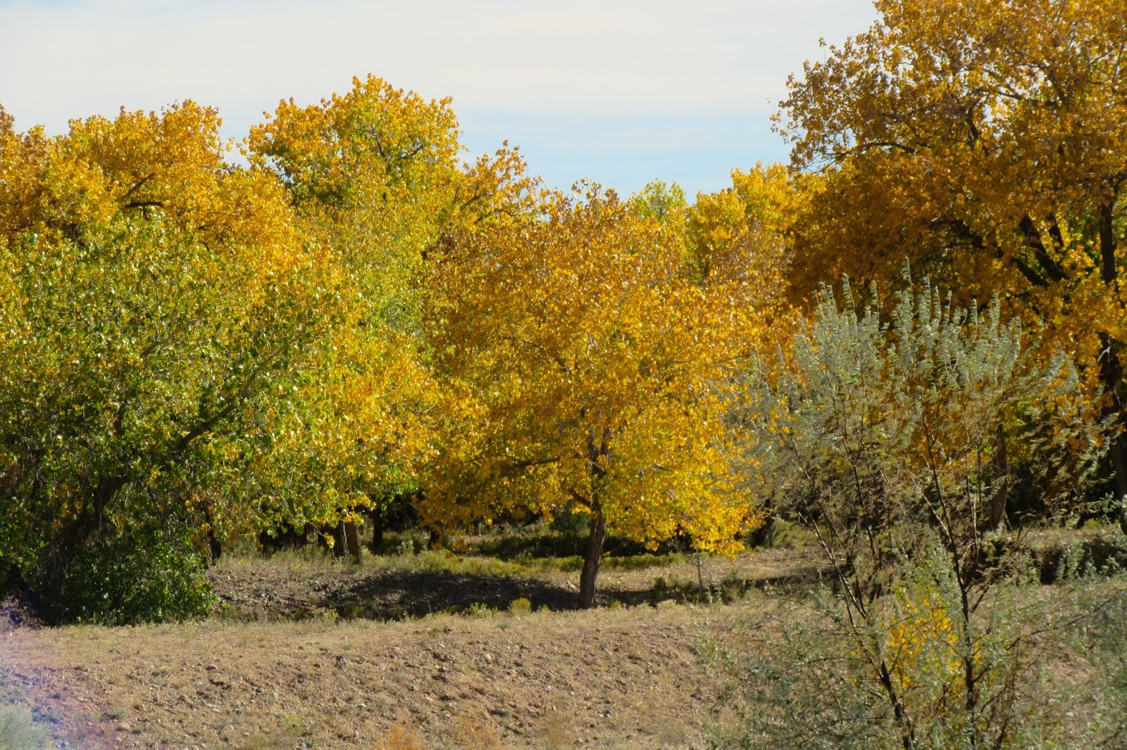 Reluctant Rebel: Taking A New Mexico Fall Foliage Tour
