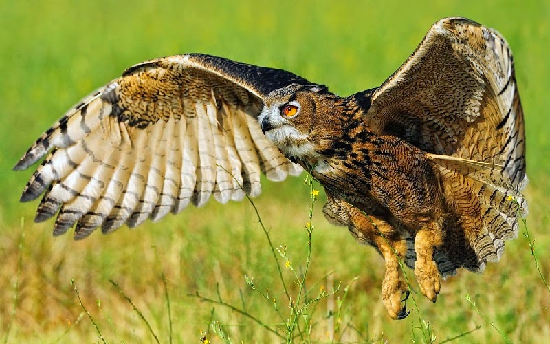 Naturaleza salvaje Blog: El búho real