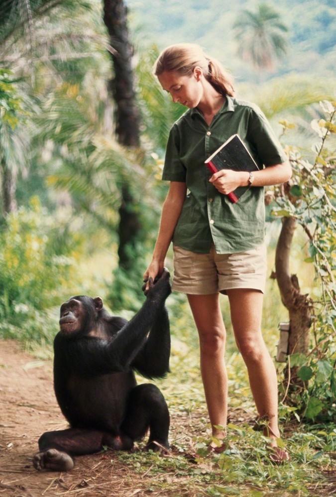 Geração Verde Portugal: Parabéns Jane Goodall : 55 anos de pesquisa