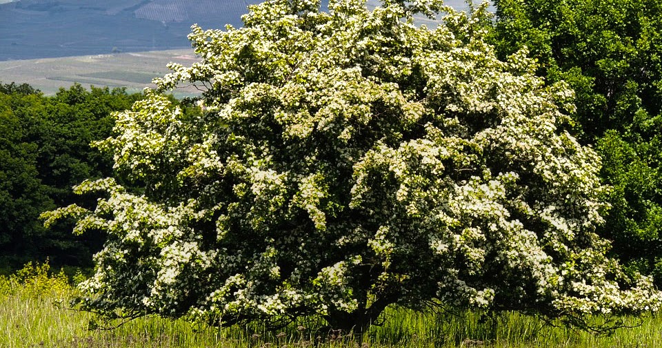 Stories from the Wigwam: Medicinal Monday - Thorney and Beautiful - the ...