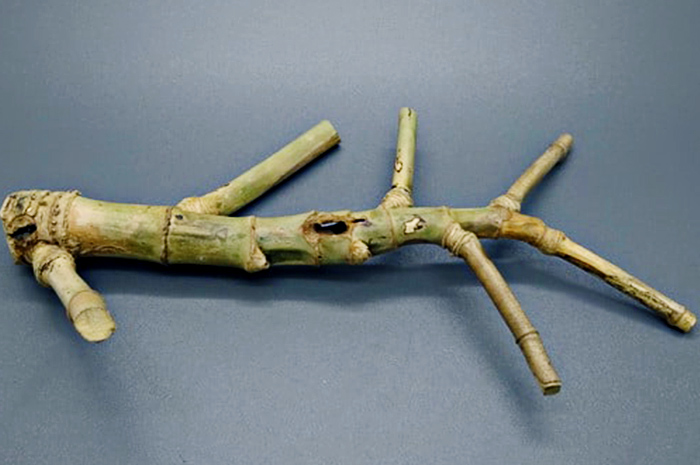 Mengenal Bambu Petuk dan Jenis – Jenisnya