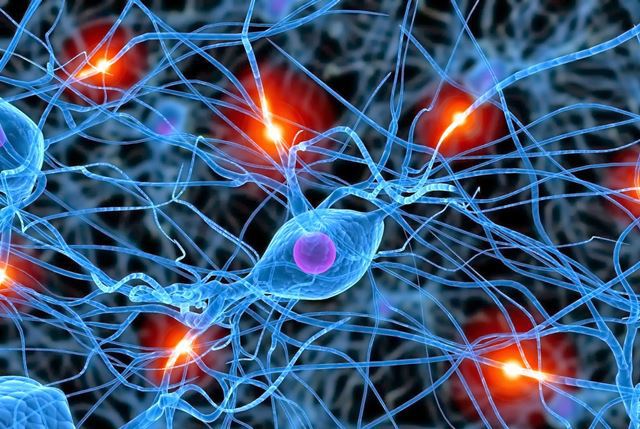 Ciber Apit Bio Medical: La sinapsis neuronal