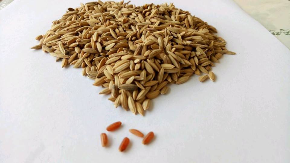 Benih Padi Beras Merah Organik - Tani Makmur Nusantara