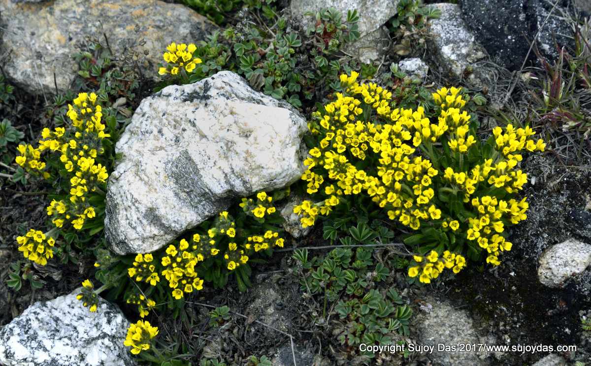 Trekking and Photography in the Himalaya: Sikkim Flora | Yumthang and ...