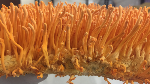 More About Cordyceps | Cordyceps Militaris | ShroomSpy